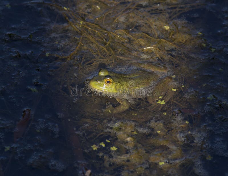 Bullfrog in pond stock photo. Image of amphibian, lake - 125641228