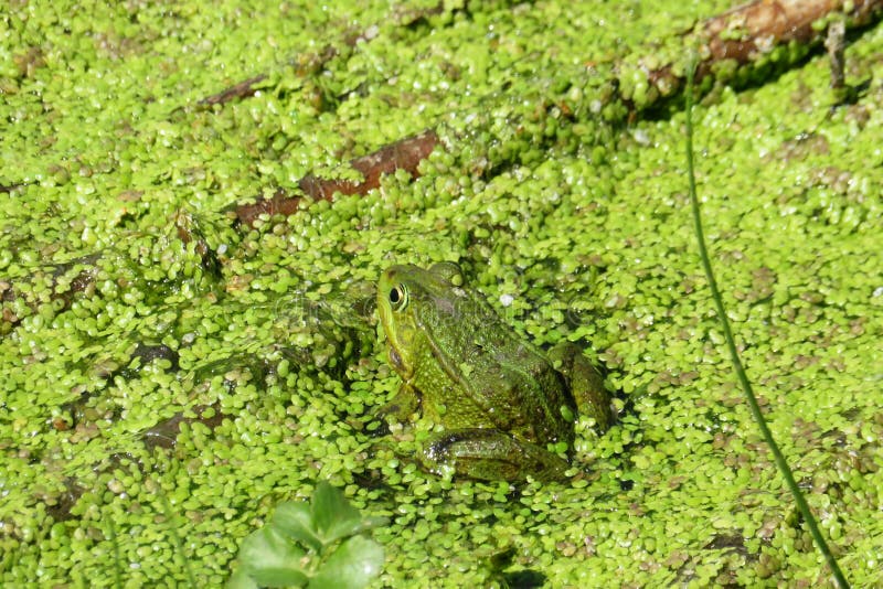 Bullfrog in the Pond, Closeup Stock Image - Image of nature, male ...