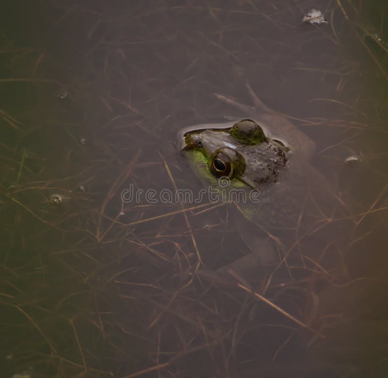 A bullfrog in a pond stock photo. Image of ecology, beautiful - 99599488