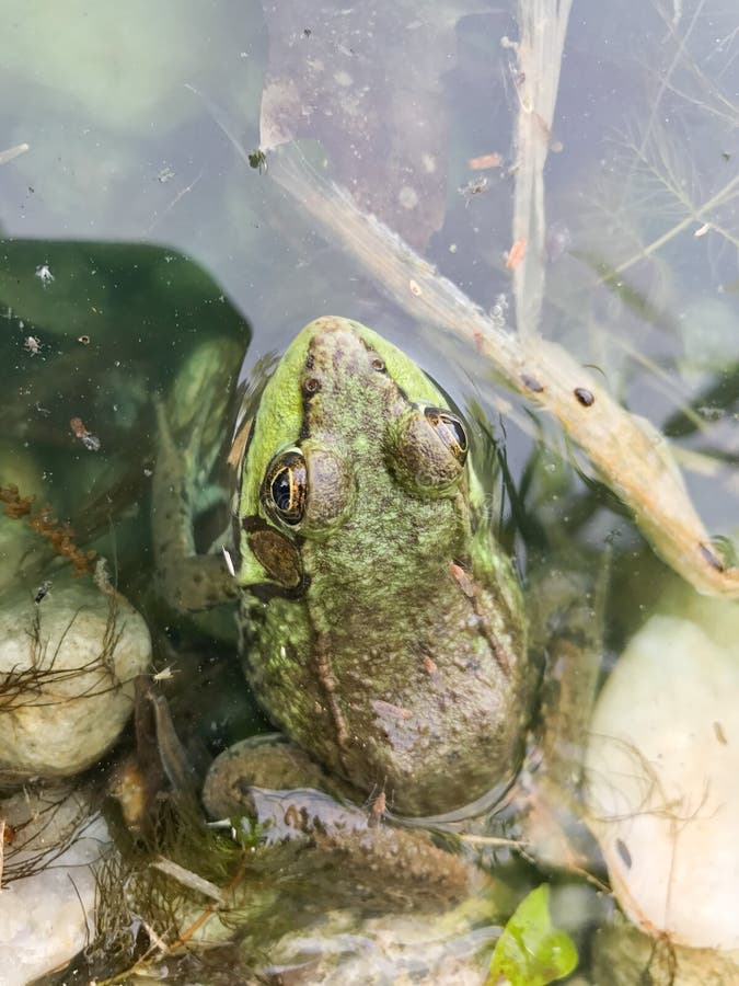 Bullfrog in a Pond stock photo. Image of sitting, animal - 93368394