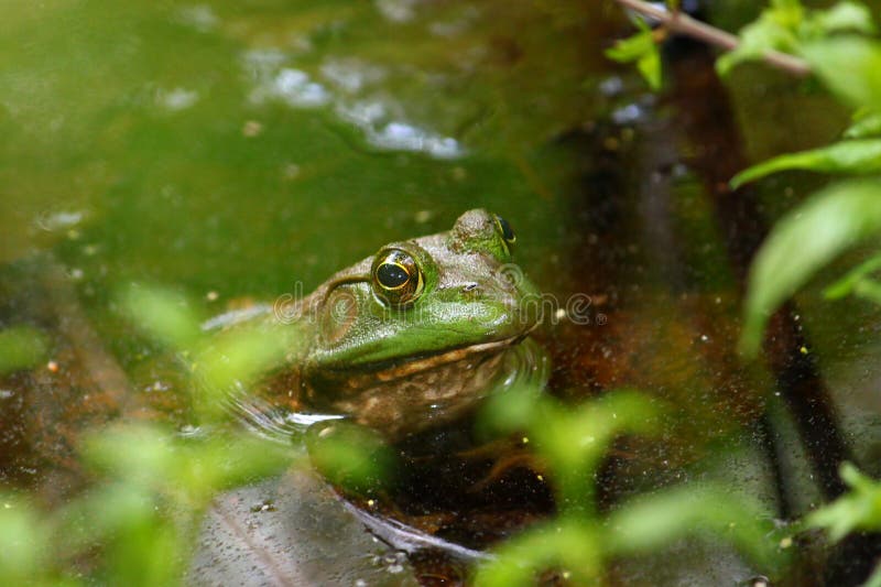 America bullfrog on log stock image. Image of ranidae - 10326721