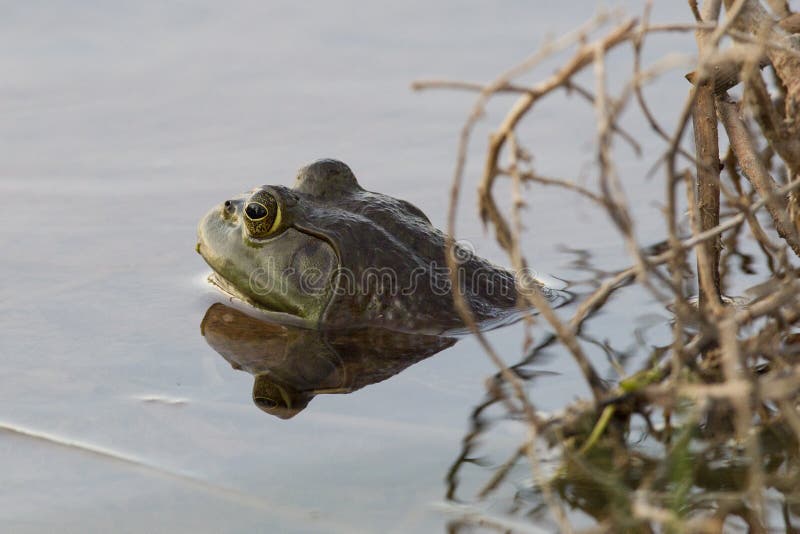 Oklahoma Bullfrog stock image. Image of female, feet - 85320439