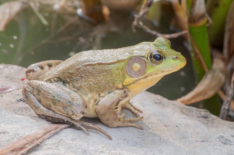Bullfrog on a Rock stock photo. Image of amphibian, marsh - 74970638