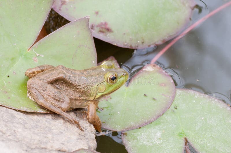 Bullfrog on a Rock stock photo. Image of creature, wildlife - 74970596