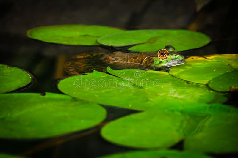 Bullfrog Standing on a Rock Stock Image - Image of croaking, prince ...