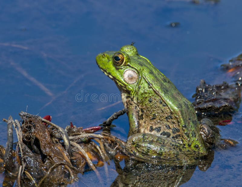 Bullfrog stock image. Image of bullfrog, amphibian, nature - 251006337