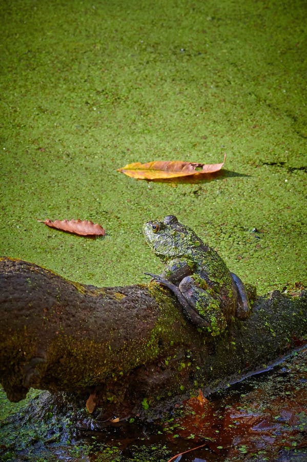Bullfrogs Sitting on the Grass Near a Pond, Amphibian. Stock Photo ...
