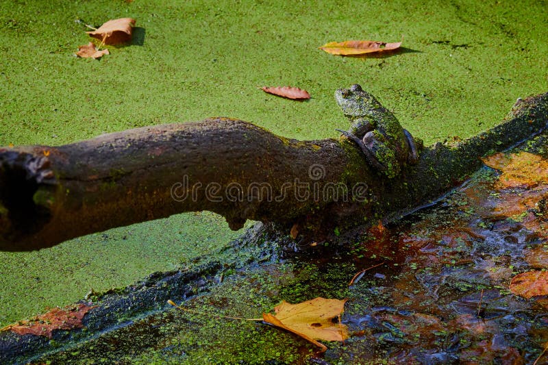 Bullfrog sitting on a Log stock photo. Image of pond - 139485774