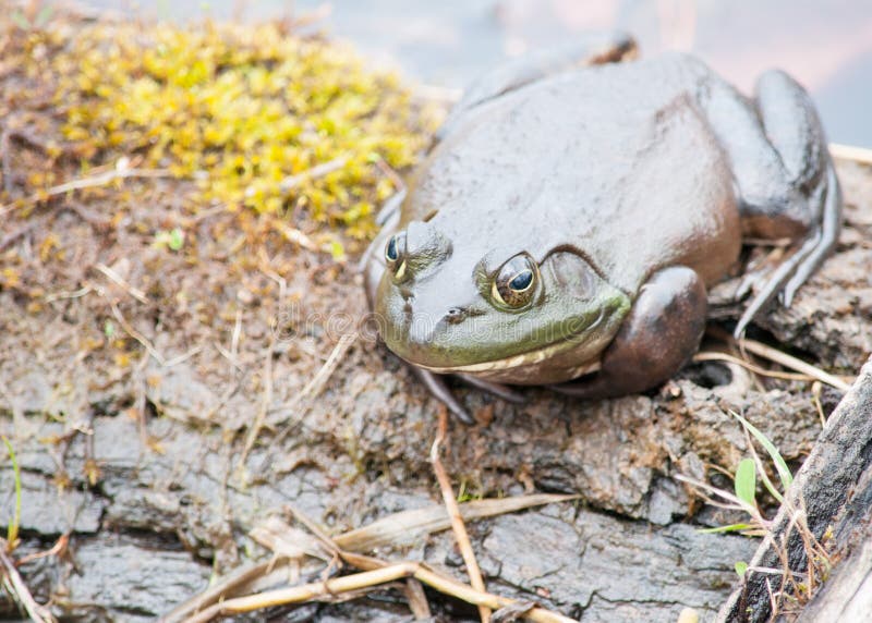 Bullfrog Sitting in the Water in a Swamp. Stock Photo - Image of ...