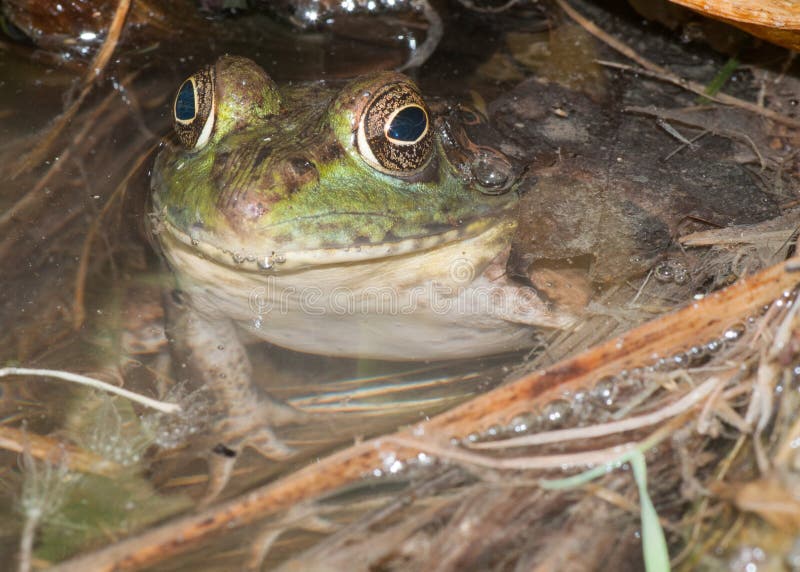 Bullfrog Sitting in a Swamp Stock Image - Image of frog, nature: 72114337
