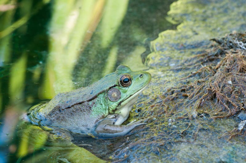 Bullfrog Sitting in a Swamp. Stock Image - Image of animal, closeup ...