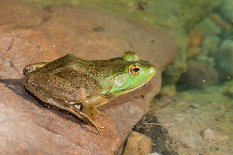 Bullfrog Sitting in a Swamp. Stock Image - Image of bullfrog, creature ...