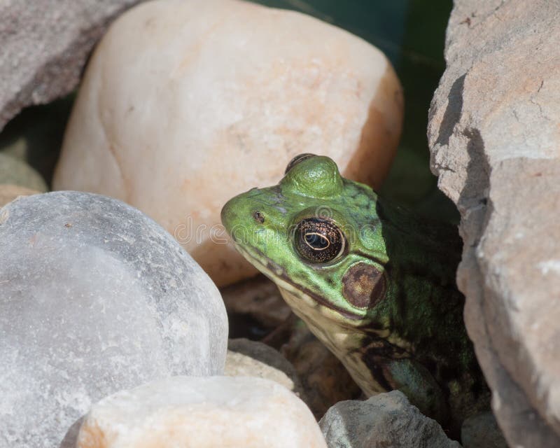 Bullfrog stock photo. Image of frog, sitting, pond, outdoors - 74433348