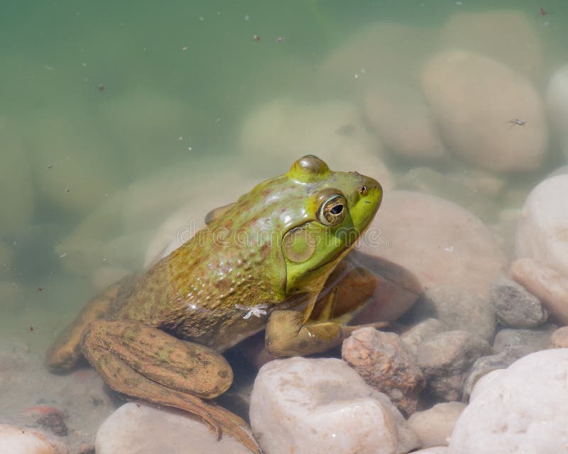 Bullfrog stock image. Image of wildlife, outdoors, nature - 74433353