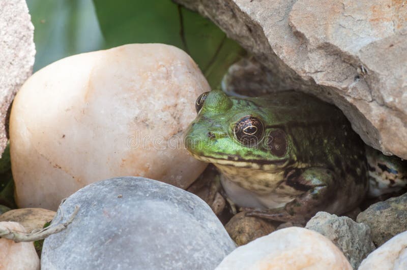 Bullfrog stock image. Image of outdoors, summer, nature - 74433355