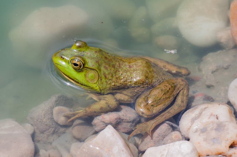 Bullfrog stock photo. Image of wildlife, summer, creature - 74433360