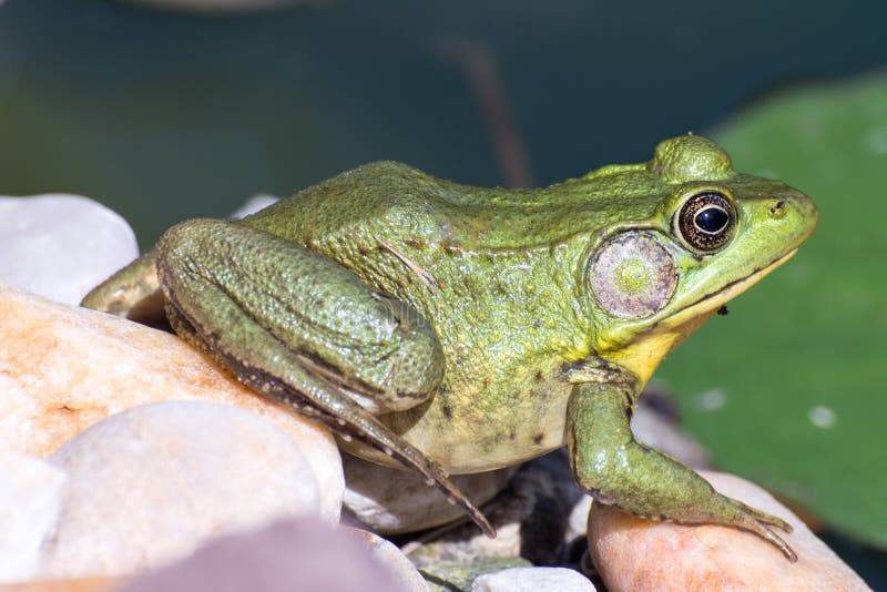 Bullfrog Sitting in the Water in a Swamp. Stock Image - Image of ...