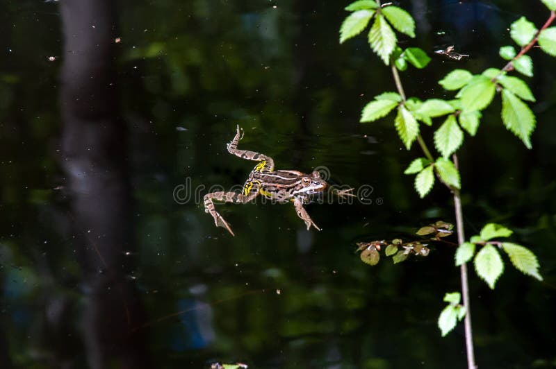 Bullfrog stock image. Image of brown, frog, reflection - 70261547