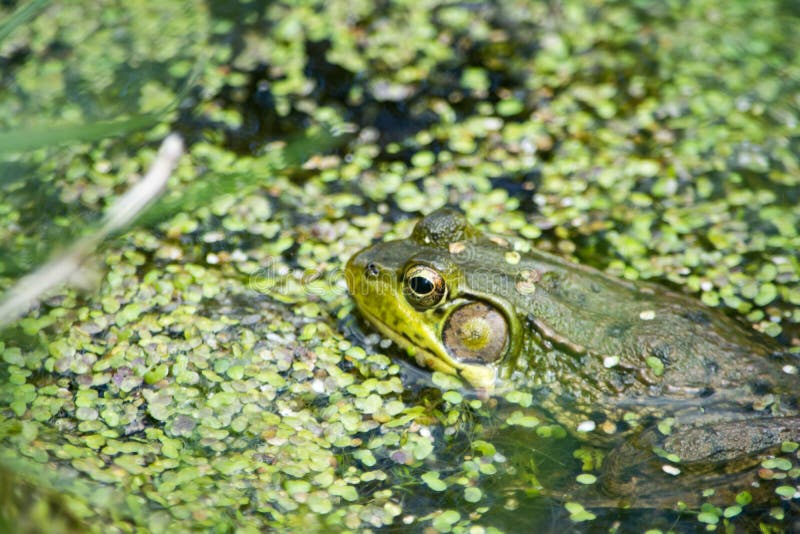 Bullfrog in water stock image. Image of swamp, hiding - 93767179