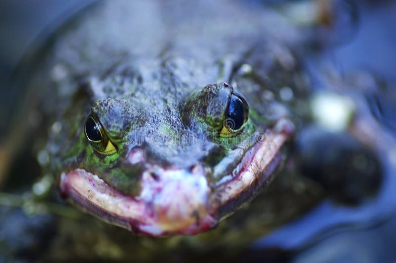 The bullfrog in water stock image. Image of predation - 48708055