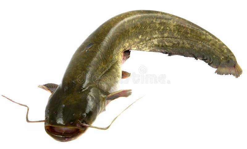 Bullhead fish stock image. Image of fishing, catch, fisherman - 11400339