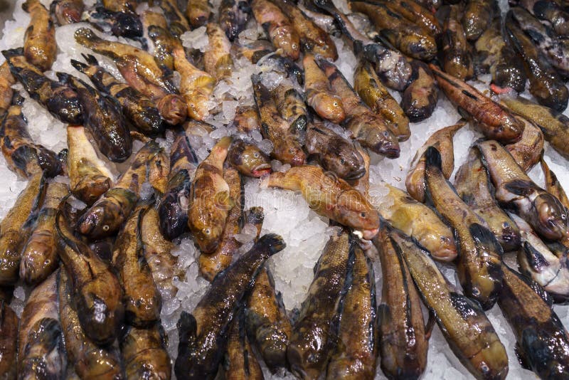 Bullhead Goby Fish on Ice for Sale Stock Image - Image of bullhead ...