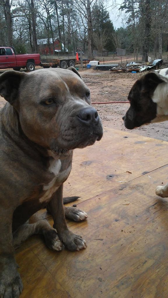 Bullies stock image. Image of brindle, blue, bully, bullies - 120735409