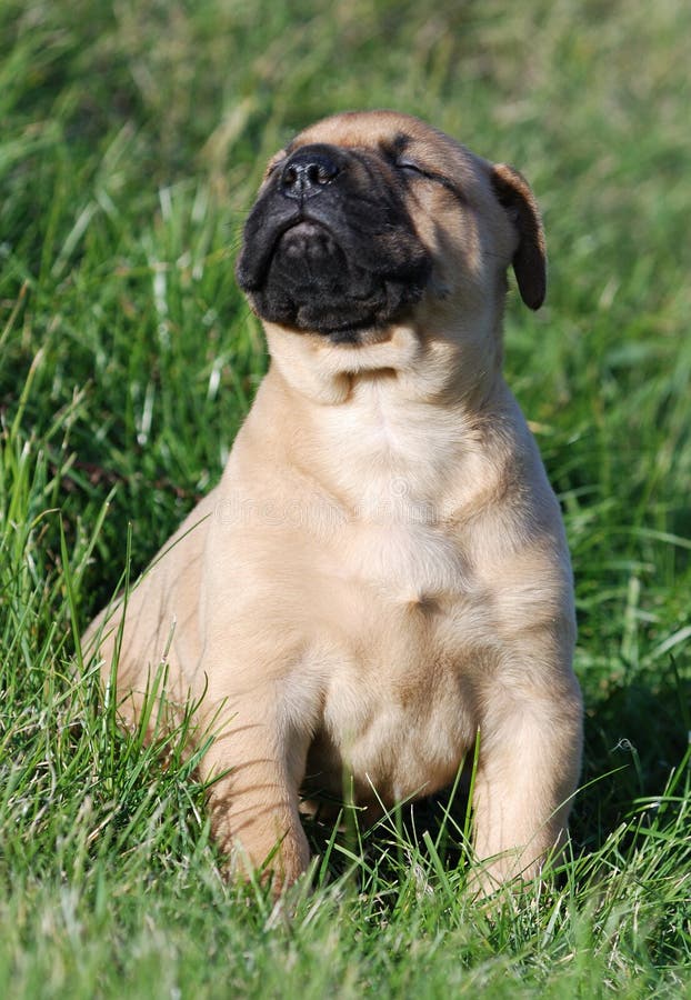 Bullmastiff stock image. Image of happy, small, young - 5227343