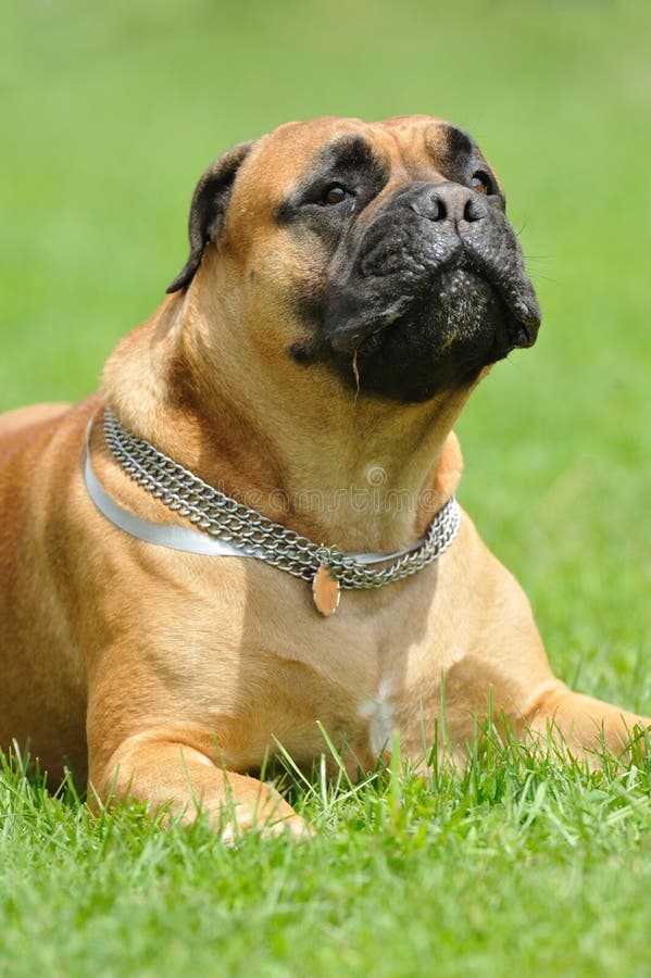 English Mastiff stock image. Image of gazing, pose, breed - 21238305