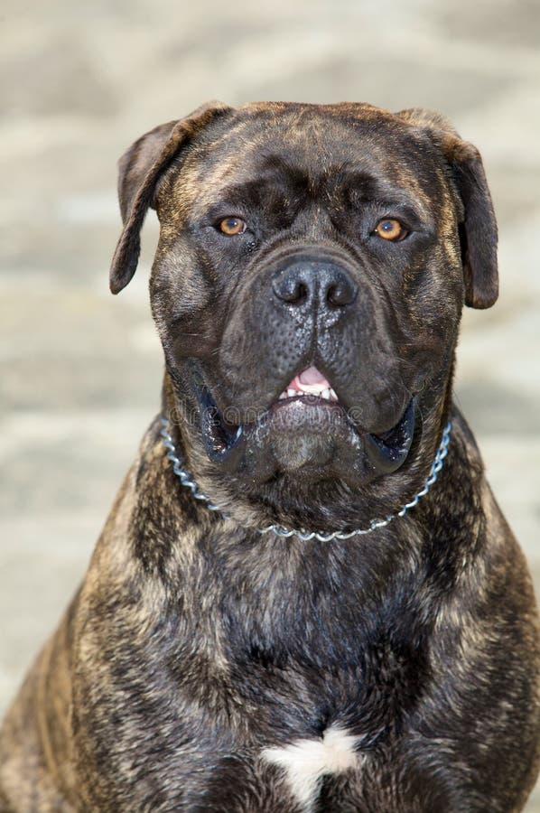 Black african mastiff stock photo. Image of shiny, mastiff - 4632014
