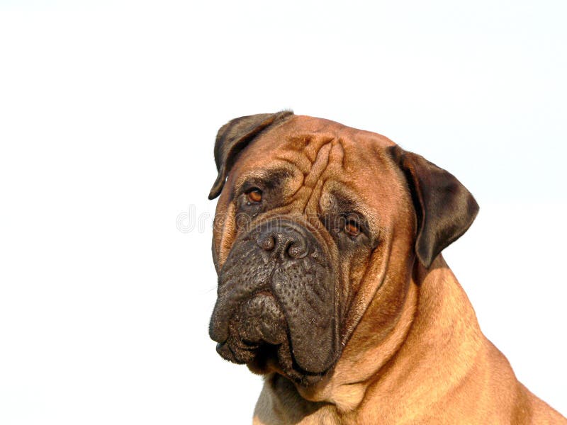 Bullmastiff head02 stock photo. Image of eyes, beauty - 2170564