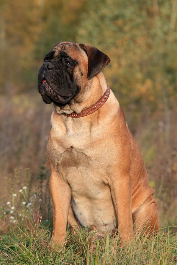 English Mastiff stock image. Image of gazing, pose, breed - 21238305