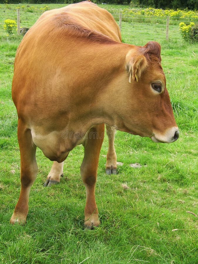 Bullock 3 stock photo. Image of farm, livestock, head - 12202250