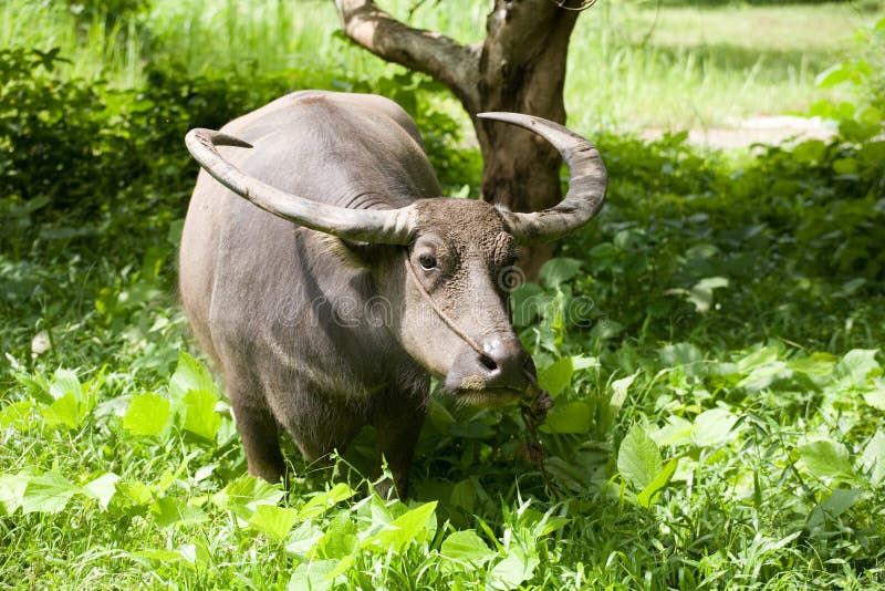 Bullock stock photo. Image of cattle, bull, heat, outdoors - 5391470