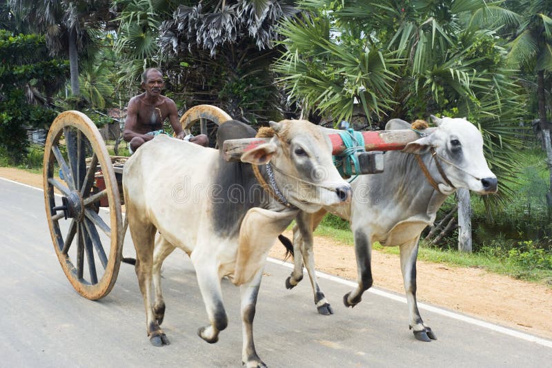 Bullock Cart editorial stock photo. Image of motion, carrying - 19875843