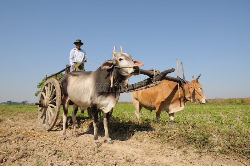 Bullock cart editorial photo. Image of lake, buffalo - 34533811