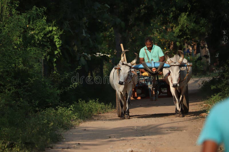 Bullock Cart Ride on a Rural Road in the Southern India Editorial Image ...