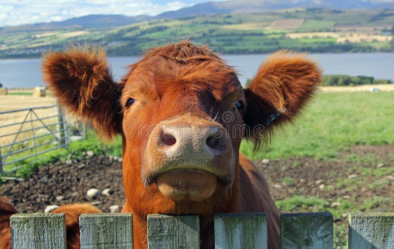 Cow Looking Over Fence Stock Images - Download 52 Royalty Free Photos