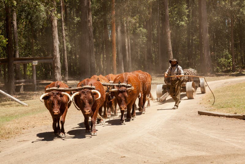 Bullock Team As Used Historically Editorial Photography - Image of ...