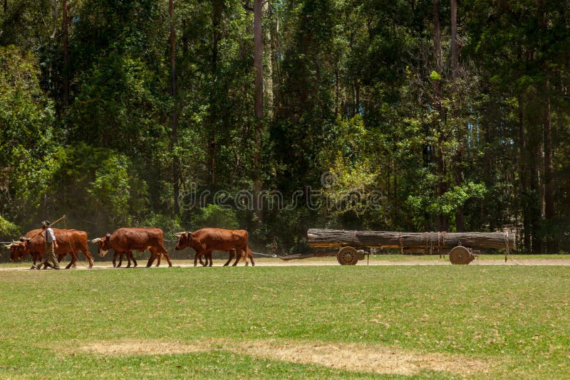 Bullock Team As Used Historically Stock Image - Image of mammal ...