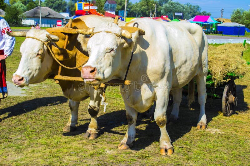 4,690 Bullock Animal Stock Photos - Free & Royalty-Free Stock Photos ...