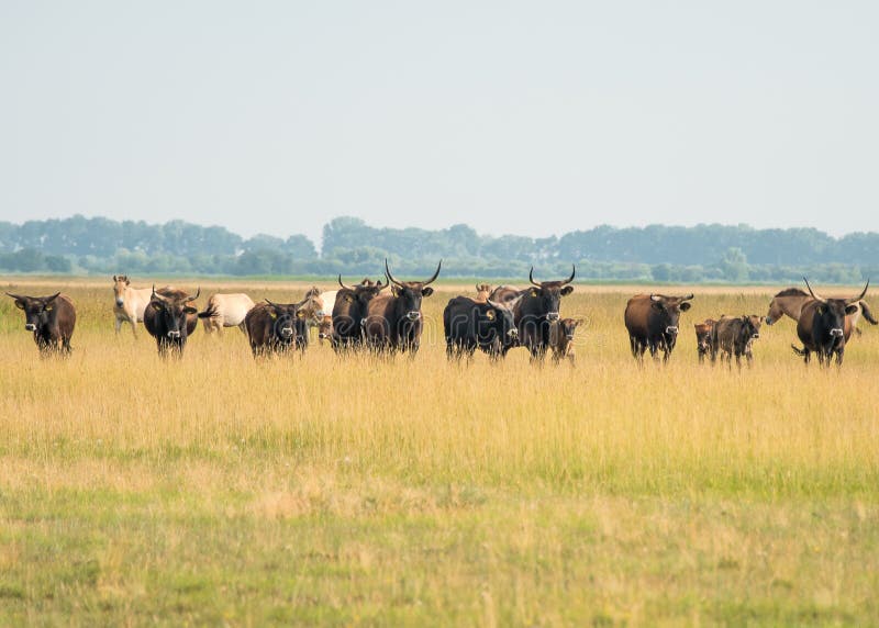 Bullocks Hortobagy Stock Photos - Free & Royalty-Free Stock Photos from ...