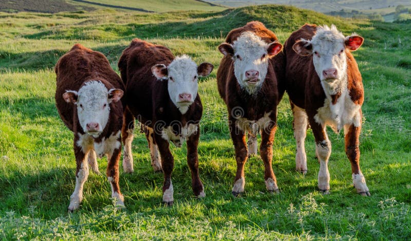 Bullocks side by side stock photo. Image of animals - 117906960