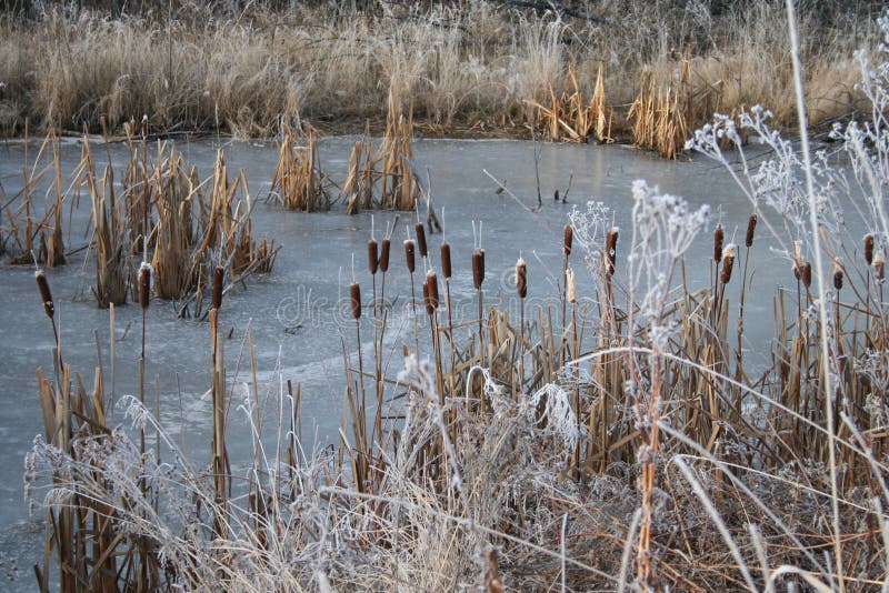 Bullrush stock photo. Image of bullrush, nature, winter - 4454742