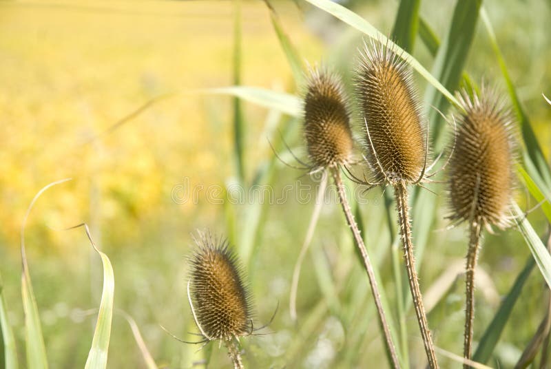 Bullrush stock photo. Image of bullrush, nature, winter - 4454742