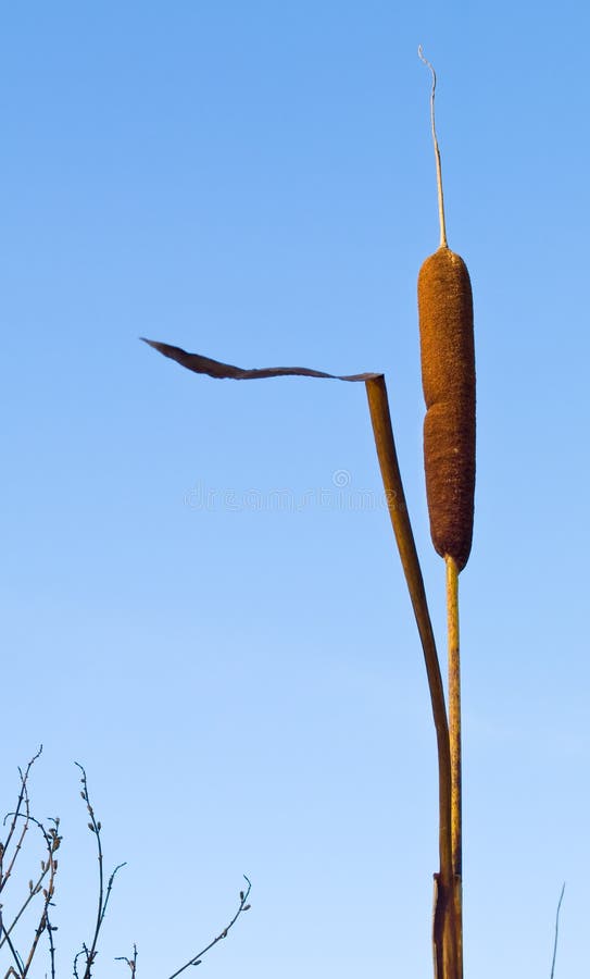 Bullrush plant / reed stock image. Image of reed, leaf - 7329017