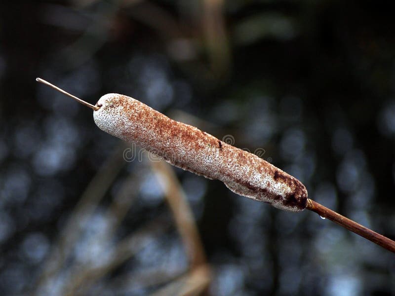 Bullrush in the pond stock image. Image of close, reed - 48356069
