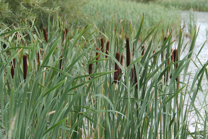 Bullrush stock photo. Image of bullrush, nature, winter - 4454742