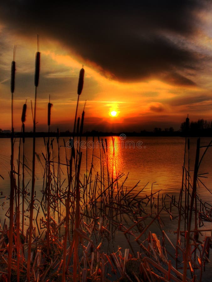 Bullrush Sunset stock photo. Image of autumn, beautiful - 6370622