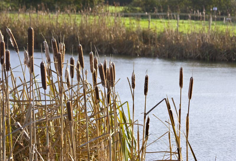 Bullrushes stock photo. Image of pond, rural, water, nature - 11916328